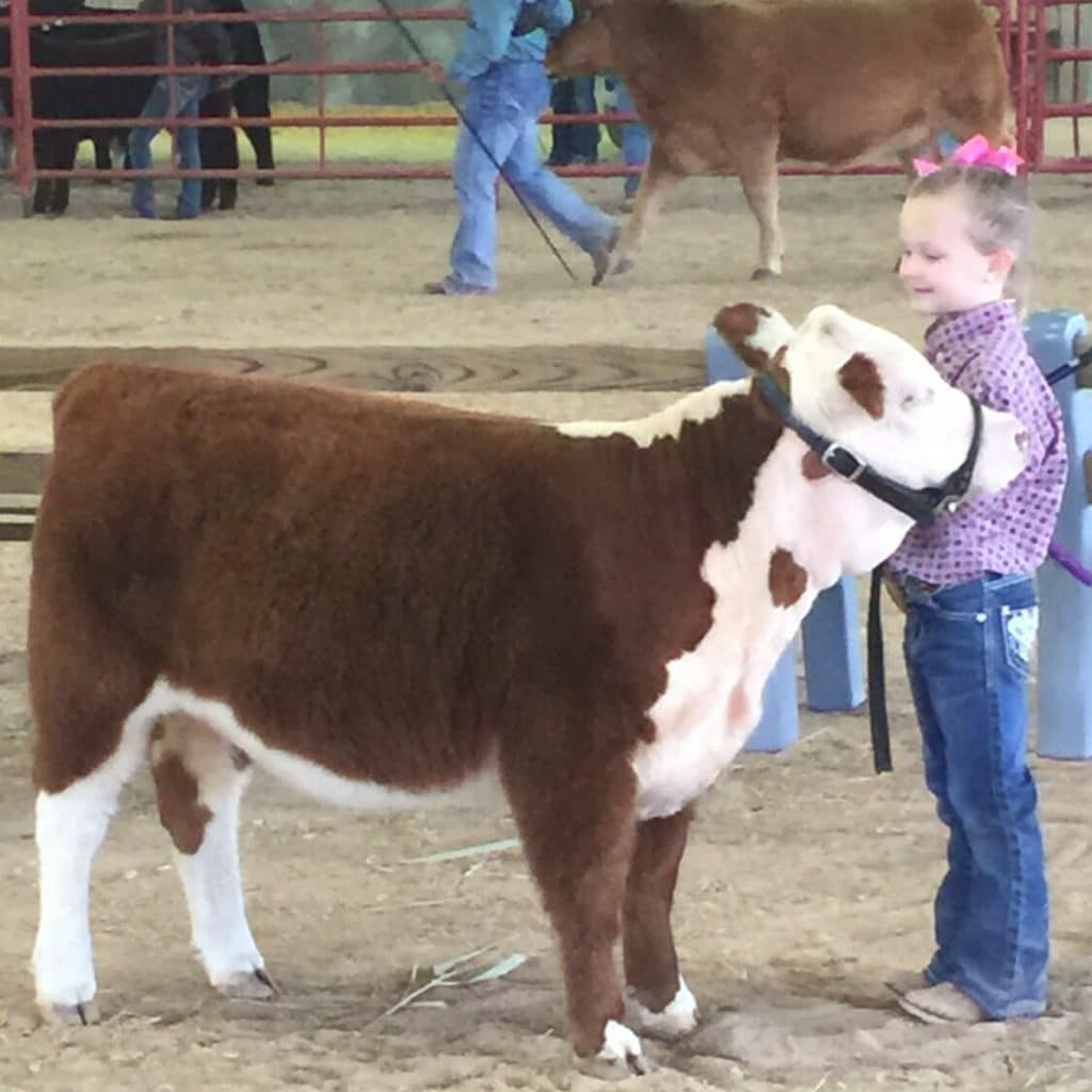 Mini Cattle for Ag Exemption | Falster Farm on Pasture 365