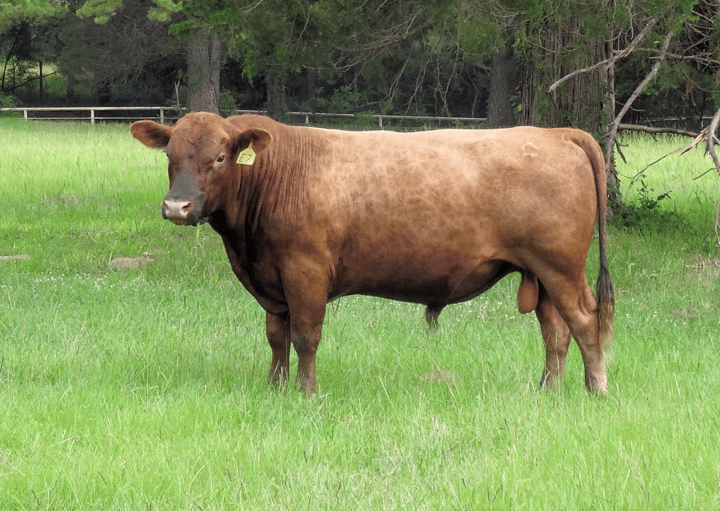 Red Angus Bulls For Sale | Falster Farm on Pasture 365