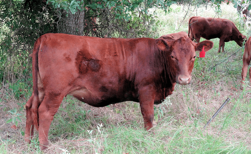 Small Herd of Red Angus | Falster Farm on Pasture 365