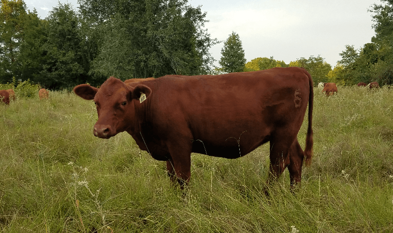 PCC Red Angus Cows for sale in East Texas