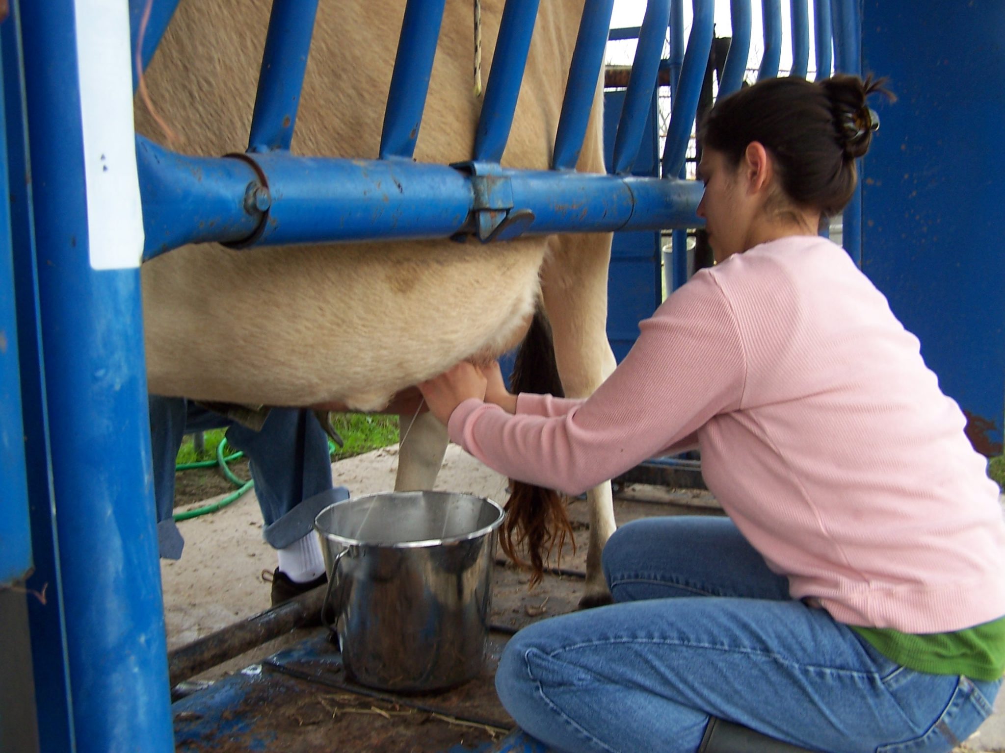 A2A2 Family Milk Cows For Sale in East Texas