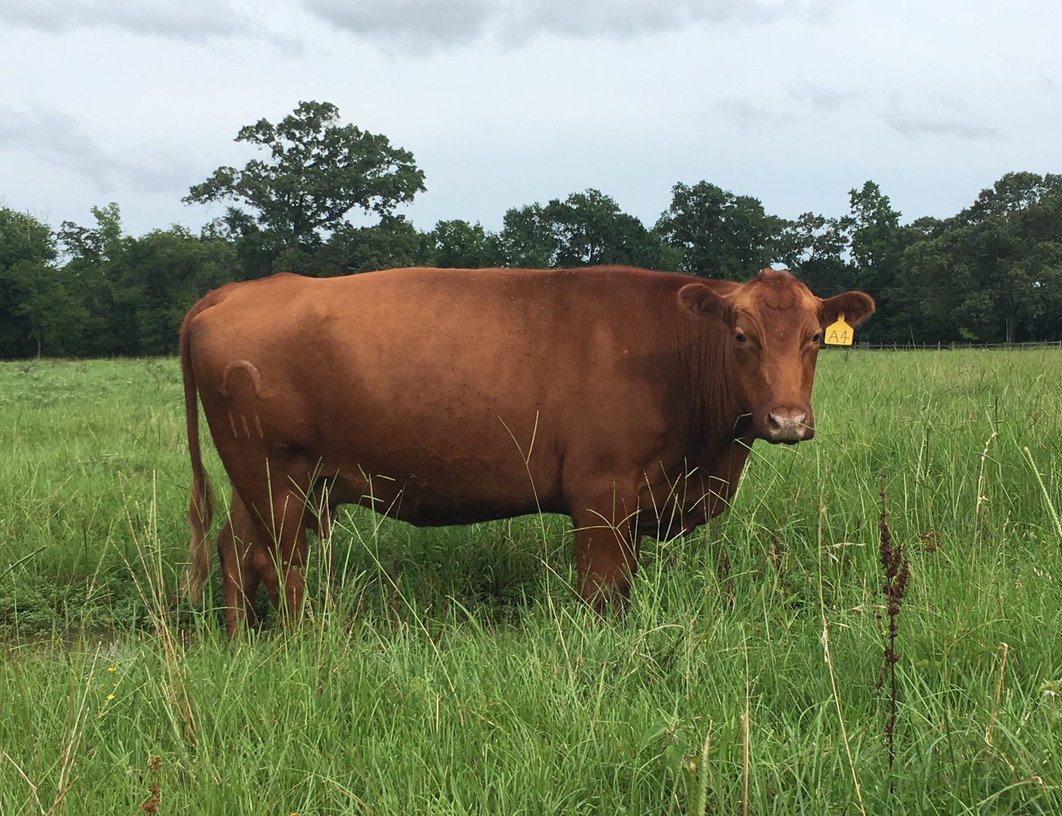 Wagu x Red Angus | Falster Farm on Pasture 365