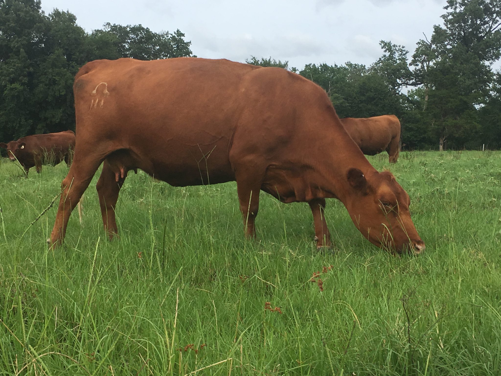 Wagu x Red Angus | Falster Farm on Pasture 365