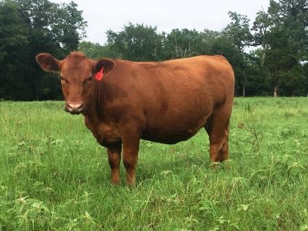Mini Red Angus “Trio” | Falster Farm on Pasture 365