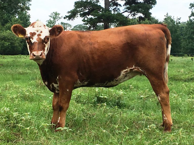 Tag: Mini Angus | Falster Farm on Pasture 365