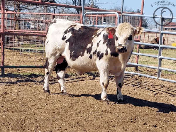 Mini Bull Frozen Semen | Falster Farm on Pasture 365