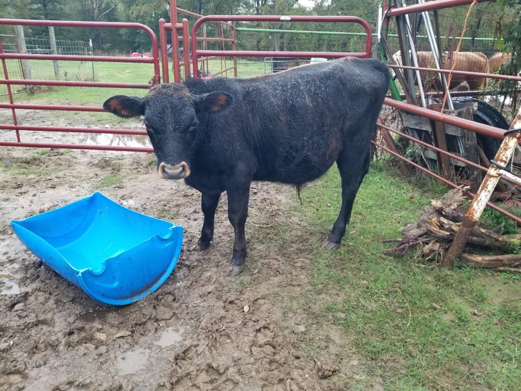 Pet Mini Cows | Falster Farm on Pasture 365