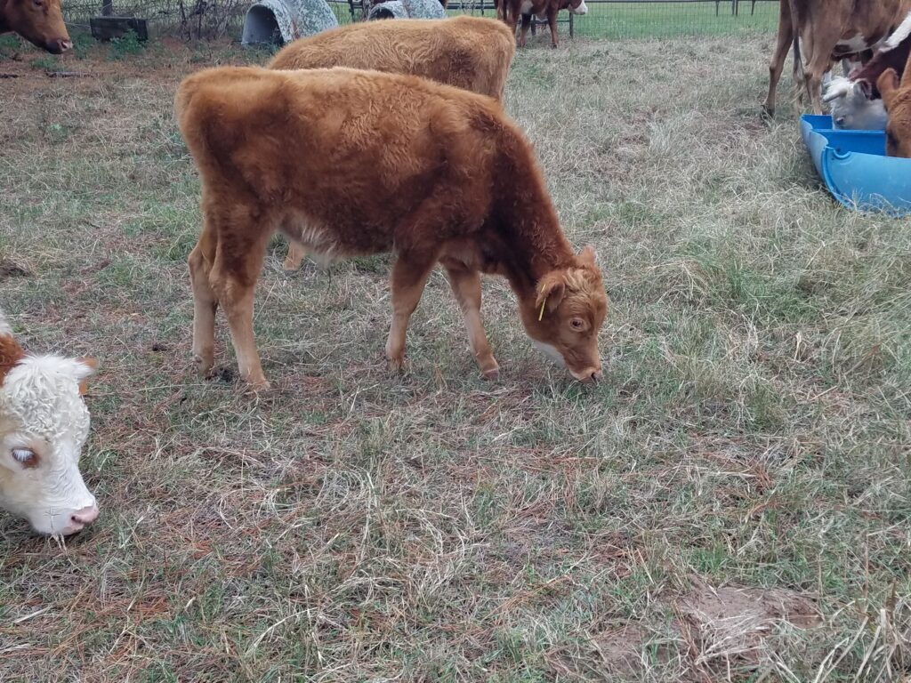 Pet Mini Cows | Falster Farm on Pasture 365