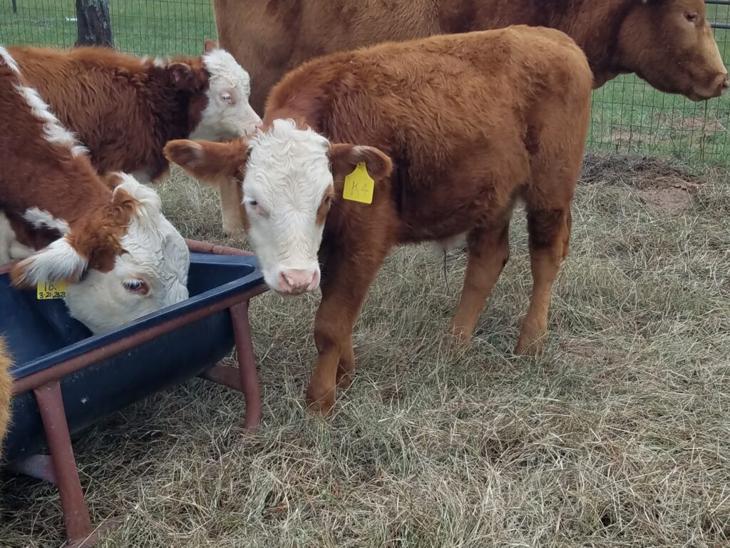 Pet Mini Cows | Falster Farm on Pasture 365