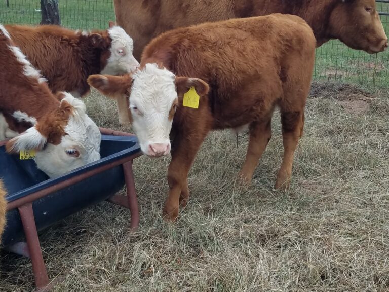 Pet Mini Cows | Falster Farm on Pasture 365