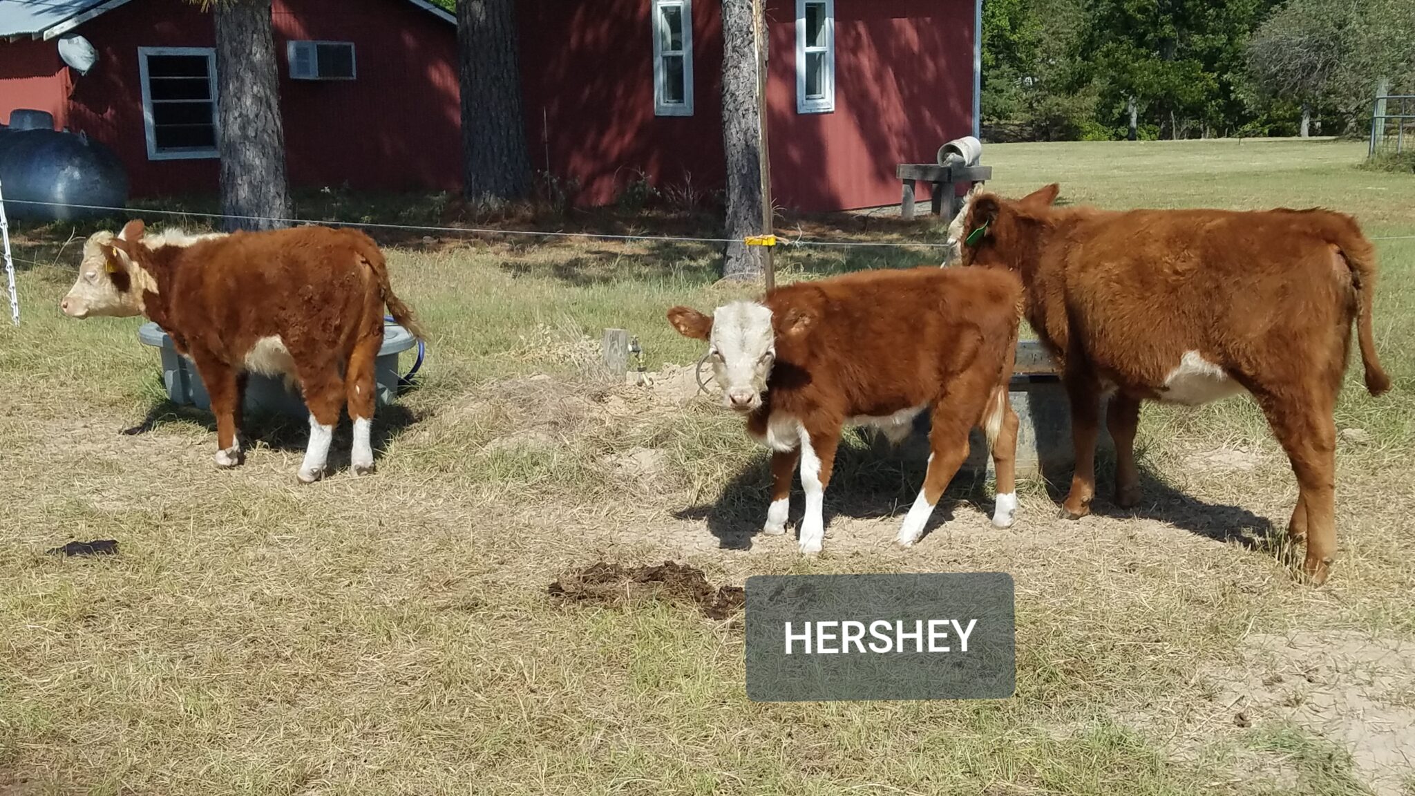 Pet Mini Cows | Falster Farm on Pasture 365