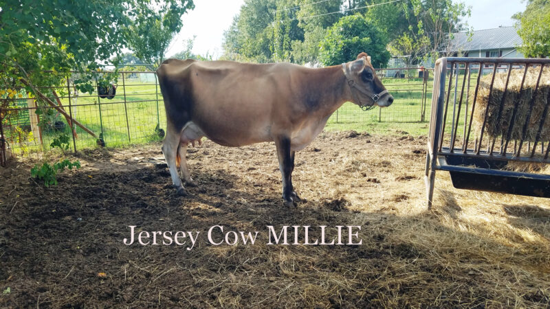 A2A2 Family Milk Cows For Sale in East Texas